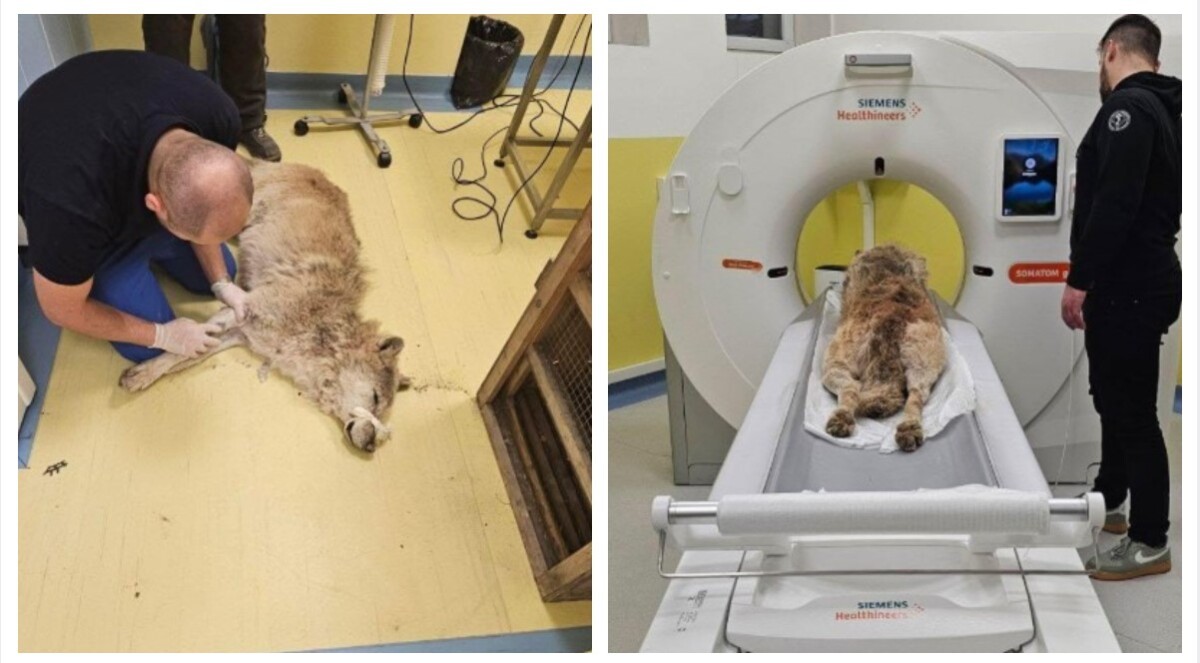 ФОТО: Еве како изгледа лечење на волк од скопската зоолошка градина